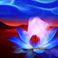 Lotus Flower Animated Gif
