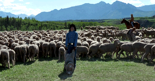 The Sheep Just Gives Up GIFs - Get the best GIF on GIPHY