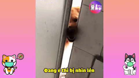 Vietnam-dog GIFs - Get the best GIF on GIPHY