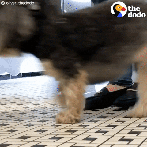 The Dodo GIF - Find & Share on GIPHY