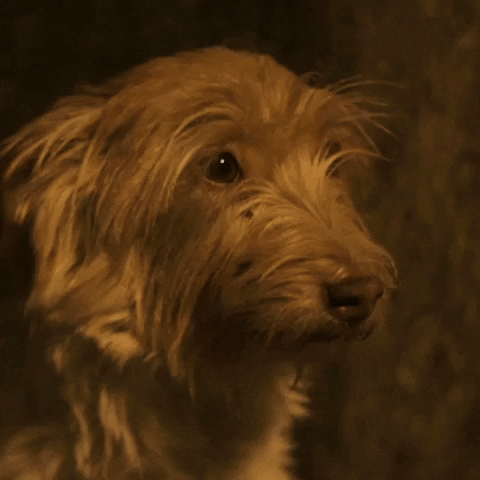 Irish Terrier GIFs - Get the best GIF on GIPHY