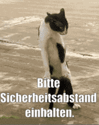 Cat Obb GIF by ÖBB | Österreichische Bundesbahnen - Find & Share on GIPHY
