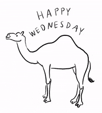 Happy Wednesday Camel Pics