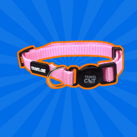 Travelcat GIFs - Find & Share on GIPHY