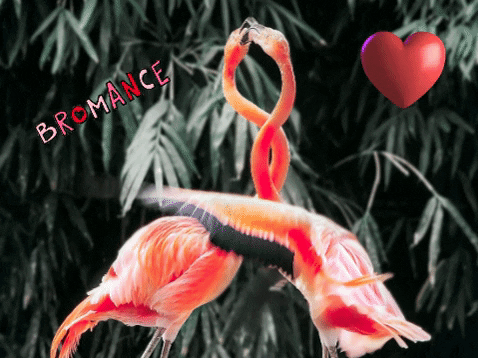 F Flamingo GIF by lexolino.de - Find & Share on GIPHY