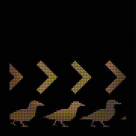 Corvid GIFs - Get the best GIF on GIPHY