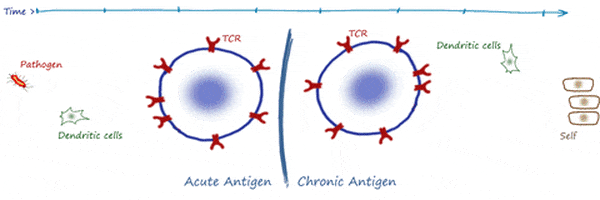 Dendrite GIFs - Get the best GIF on GIPHY