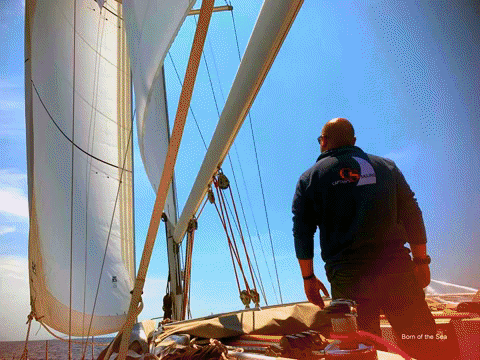 Captain's Sailing GIF - Find & Share on GIPHY