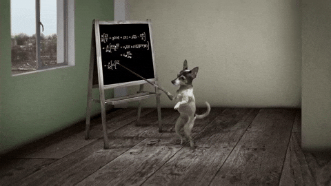 Dog-does-math GIFs - Get the best GIF on GIPHY