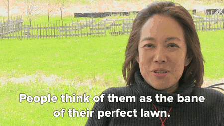 Scifri Foraging GIF by Science Friday - Find & Share on GIPHY