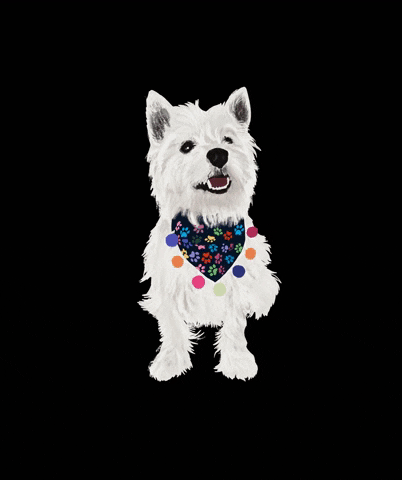 Dog Fashion GIFs - Get the best GIF on GIPHY