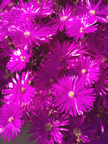 Magenta GIFs - Get the best GIF on GIPHY