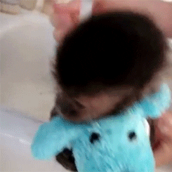 Sleepy Monkey GIFs - Find & Share on GIPHY