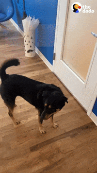 Dog Using Computer Gif