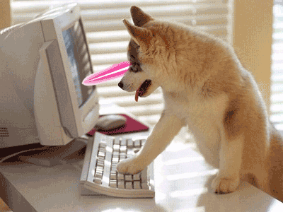 Dog On Computer Gif