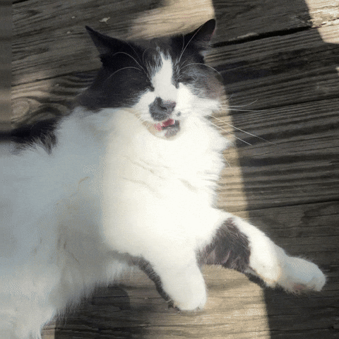 Cat Meowing GIFs - Find & Share on GIPHY