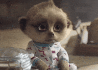 Olhos Arregalados Suricato Gif