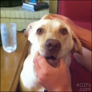 Scared Dog GIFs - Find & Share on GIPHY