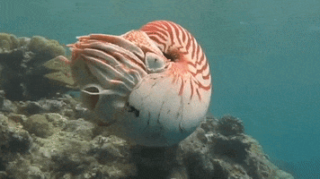 Marine Life Shell GIF by Oceana - Find & Share on GIPHY