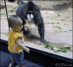 Monkey Scratches Butt Sniffs Finger GIFs - Find & Share on GIPHY