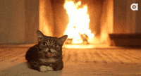 Lil Bub Gif Computer
