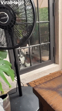 Oscillating Fan Gif