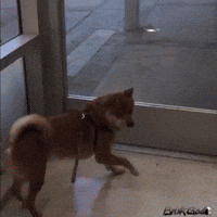 Tap-dance GIFs - Get the best GIF on GIPHY