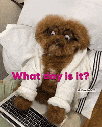 Stressed Animal Meme