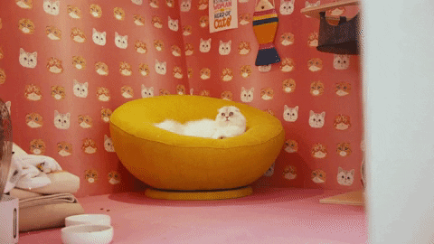 Derpy Cat GIFs - Get the best GIF on GIPHY