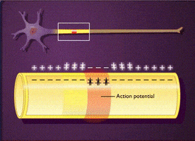 Action Potential GIFs - Find & Share on GIPHY