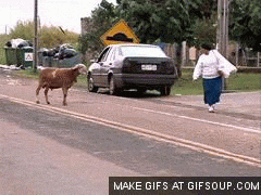 Goat Win GIFs - Find & Share on GIPHY