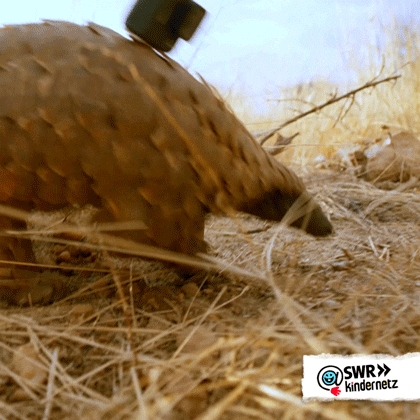 Armadillo GIFs - Find & Share on GIPHY