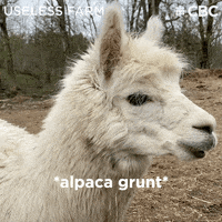 Alpaca Gif
