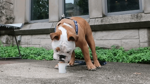 Happy Coffee Break GIF by Butler University - Find & Share on GIPHY