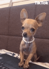 Sad Puppy Dog Face Gif