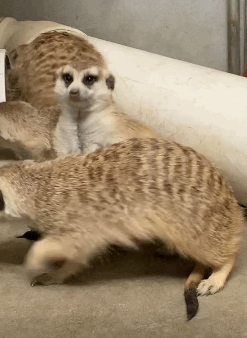 Meerkat GIF by Cincinnati Zoo - Find & Share on GIPHY
