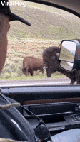 Yellowstone-bison-bellows GIFs - Get the best GIF on GIPHY