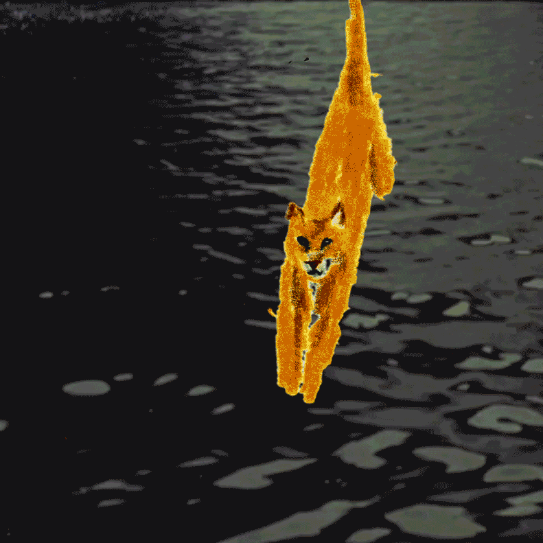 Mountain Lion Goldilocks GIF by James Thacher - Find & Share on GIPHY