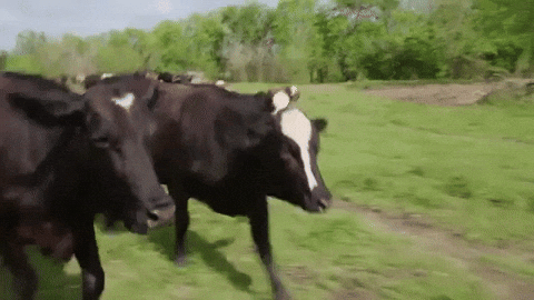 Cow Running GIFs - Get the best GIF on GIPHY