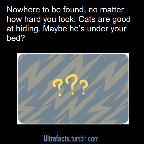 Hiding Under Bed GIFs - Find & Share on GIPHY