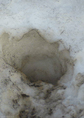 Wild-france GIFs - Get the best GIF on GIPHY