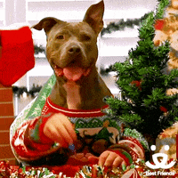 Dog trims the tree by Best Friends Animal Society | GIPHY