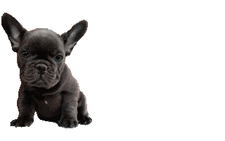 Frenchie World GIFs on GIPHY - Be Animated