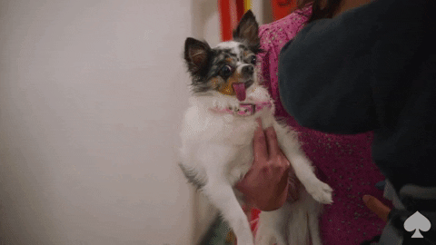 Kate Spade GIF by kate spade new york - Find & Share on GIPHY