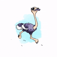 Ostrich Animated Gif