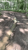 Dog-in-mud GIFs - Get the best GIF on GIPHY