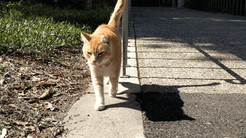 Cheeto the UC Davis Campus Celebrity Cat GIFs on GIPHY - Be Animated