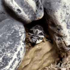 Reptiles GIFs on GIPHY - Be Animated
