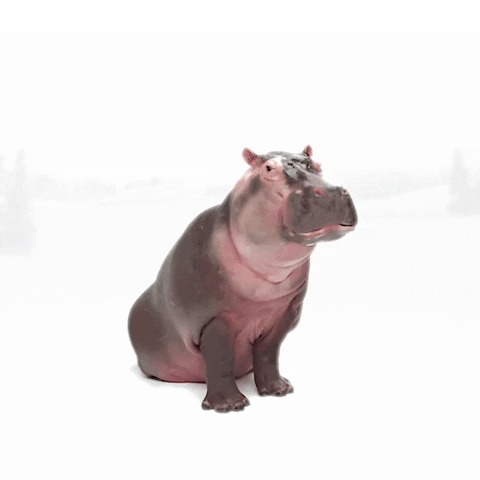 Haha The Happy Hippo GIFs - Get the best GIF on GIPHY