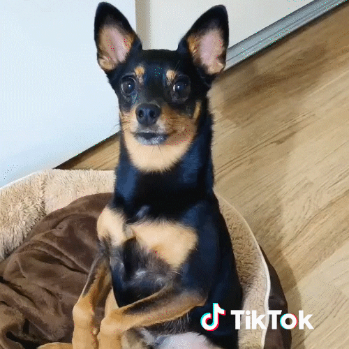 Dog Wink GIF by TikTok France - Find & Share on GIPHY